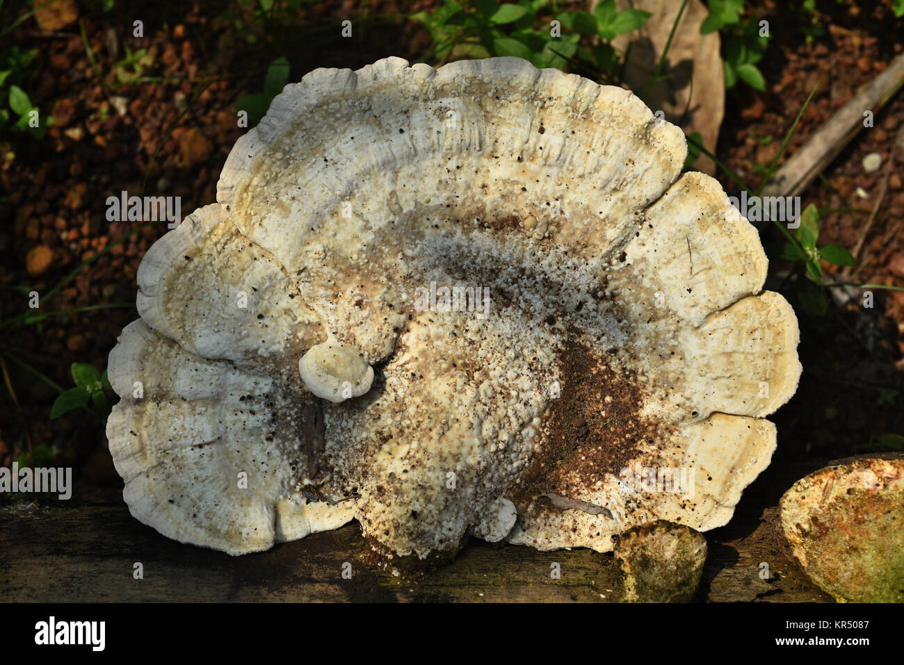 close up of mushroom Stock Photo - Alamy