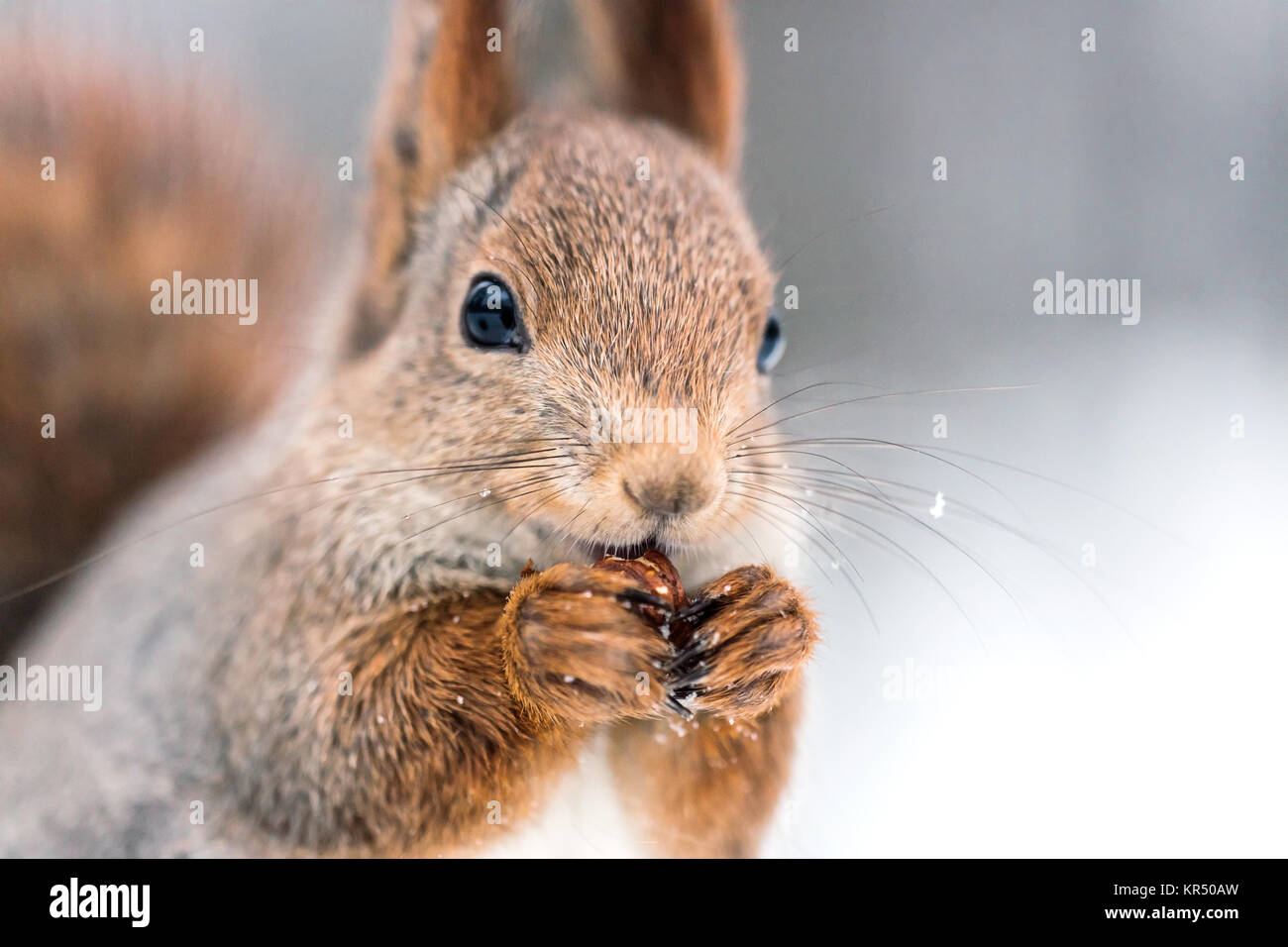 closeup shoot of red squirrel with nut on blurry forest background ...