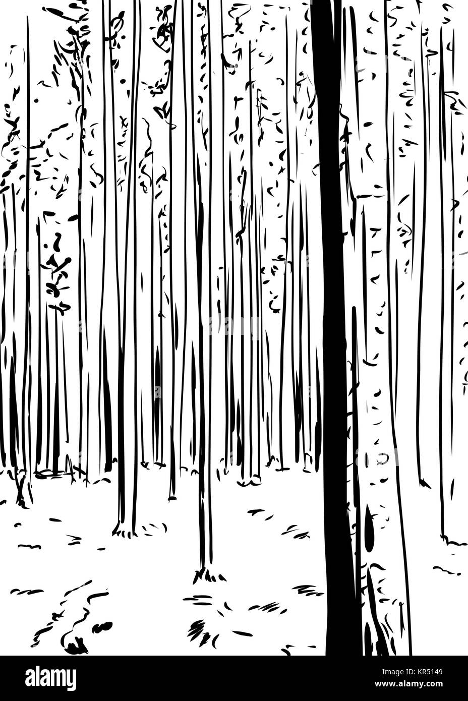 Outlined forest background with tall trees Stock Photo - Alamy