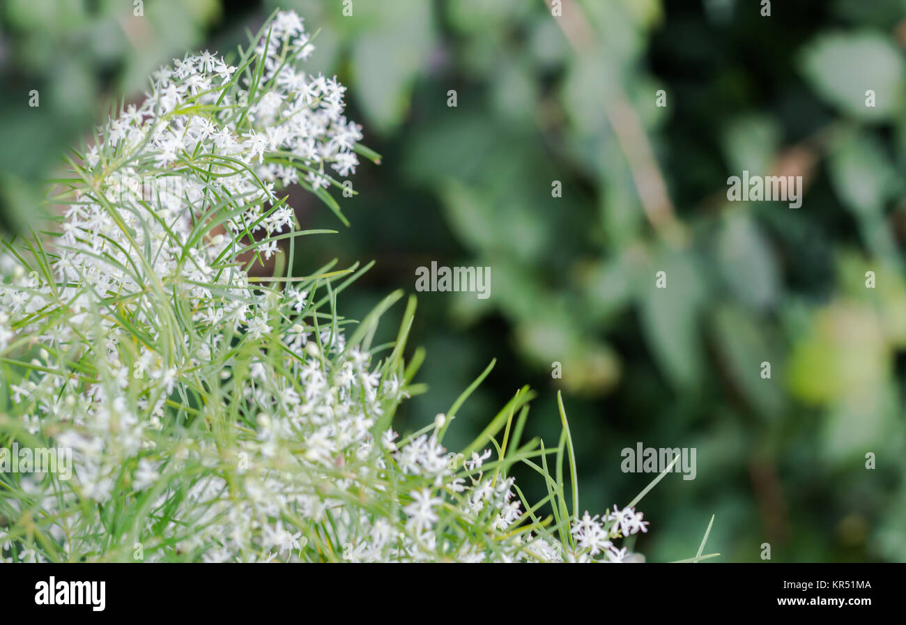 Asparagus racemosus flower hi-res stock photography and images - Alamy
