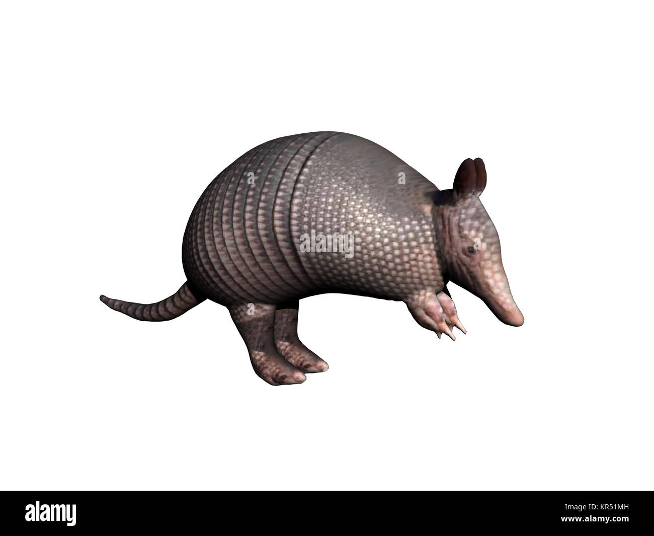 Free armadillo hi-res stock photography and images - Alamy