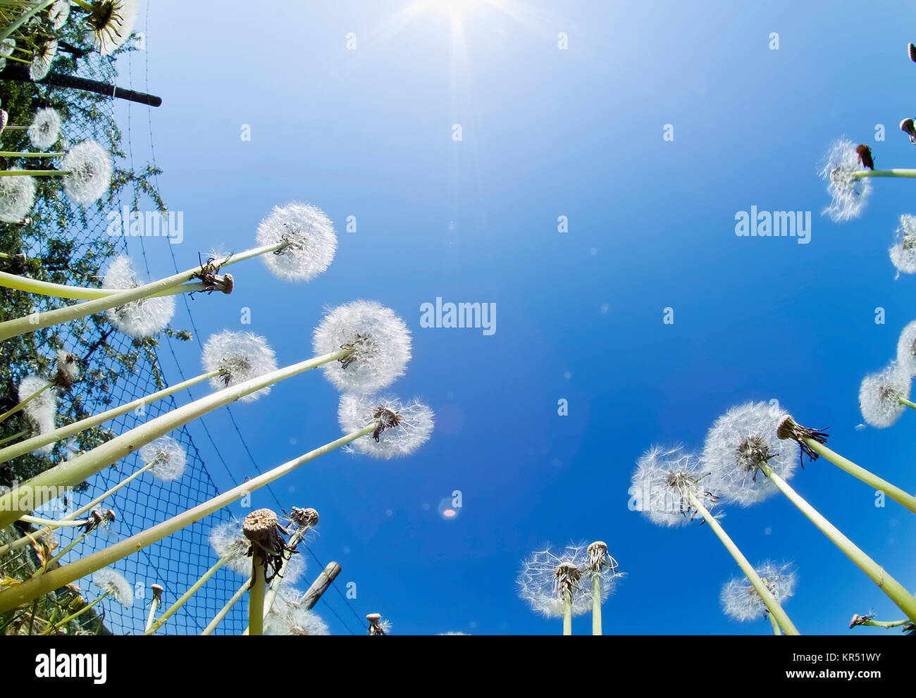 Fisheye image of a meadow from the frog perspective. In the foreground ...