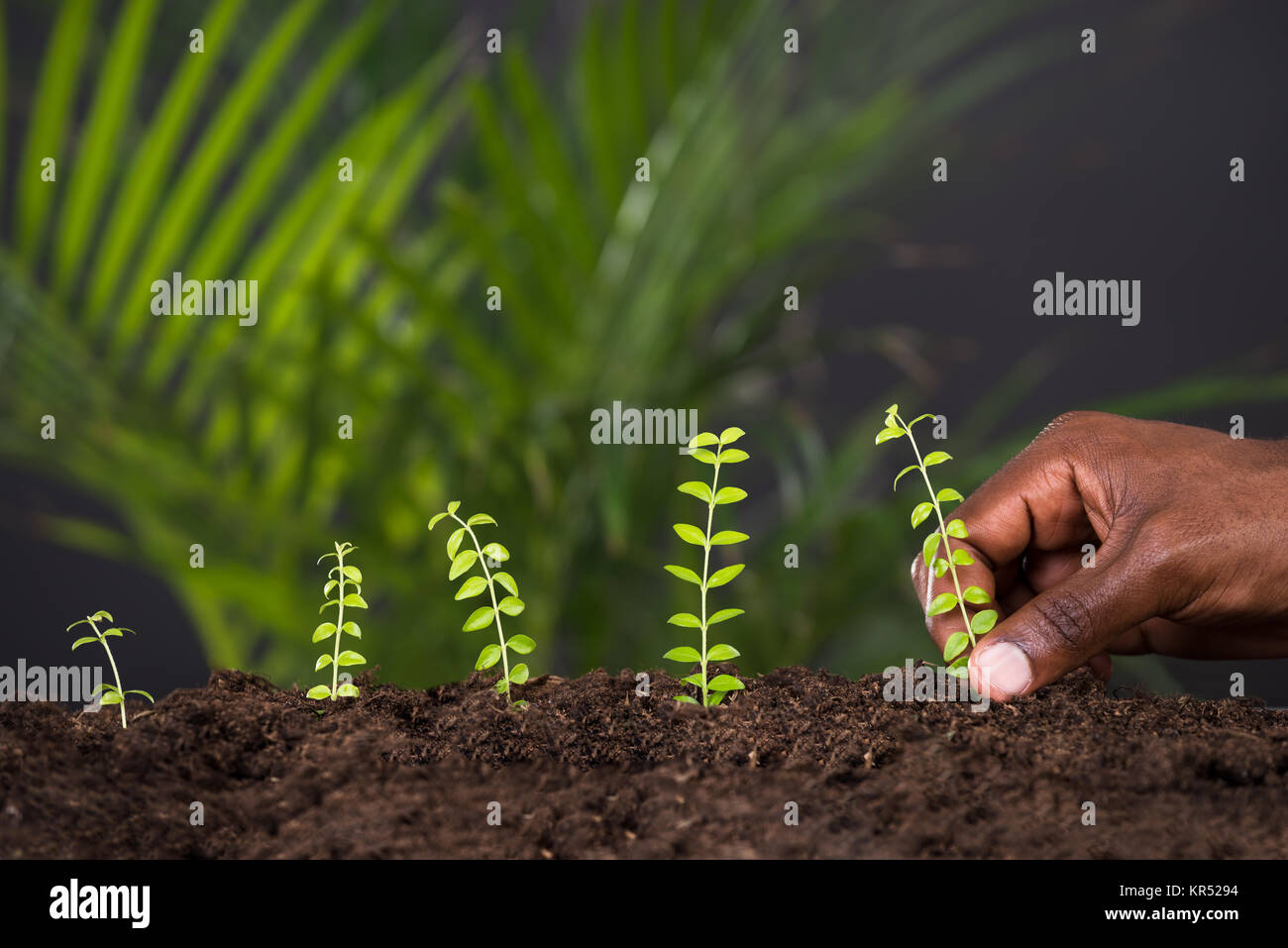 Person's Hand Planting Plant Stock Photo - Alamy