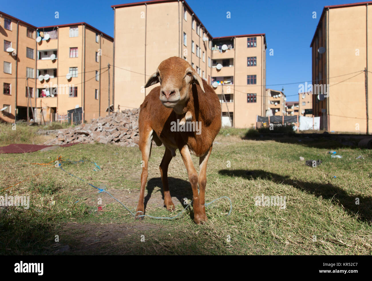 Ethiopian house addis ababa hi-res stock photography and images - Alamy