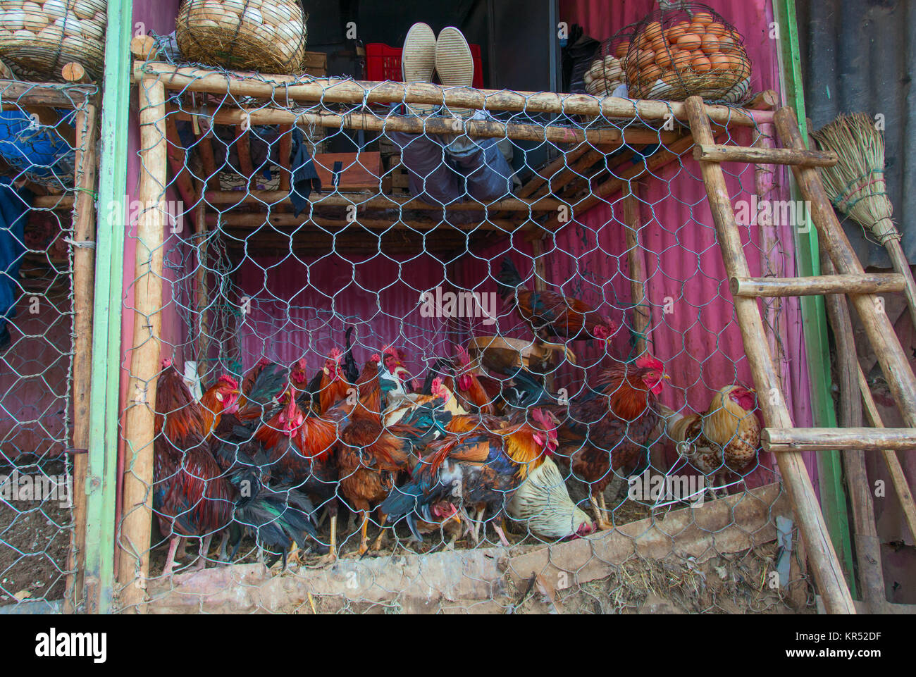 Ethiopia,Addis Ababa, December17,2013. Animal market on the eve of a ...