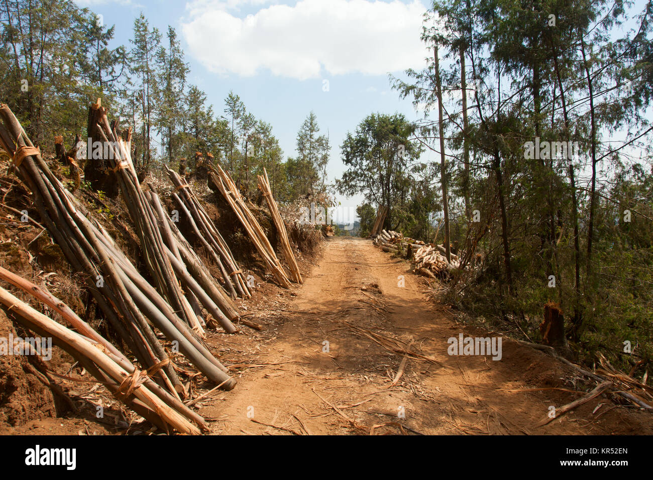 Ethiopia, Addis Ababa, January 5,2014. Eucalyptus forest in Ethiopia on ...