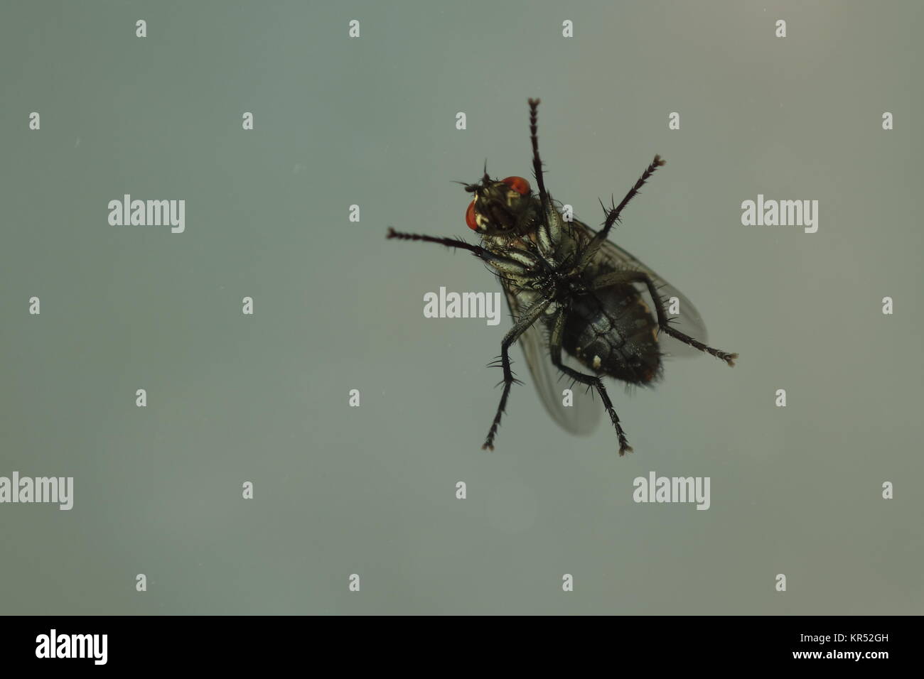 fly from below Stock Photo - Alamy