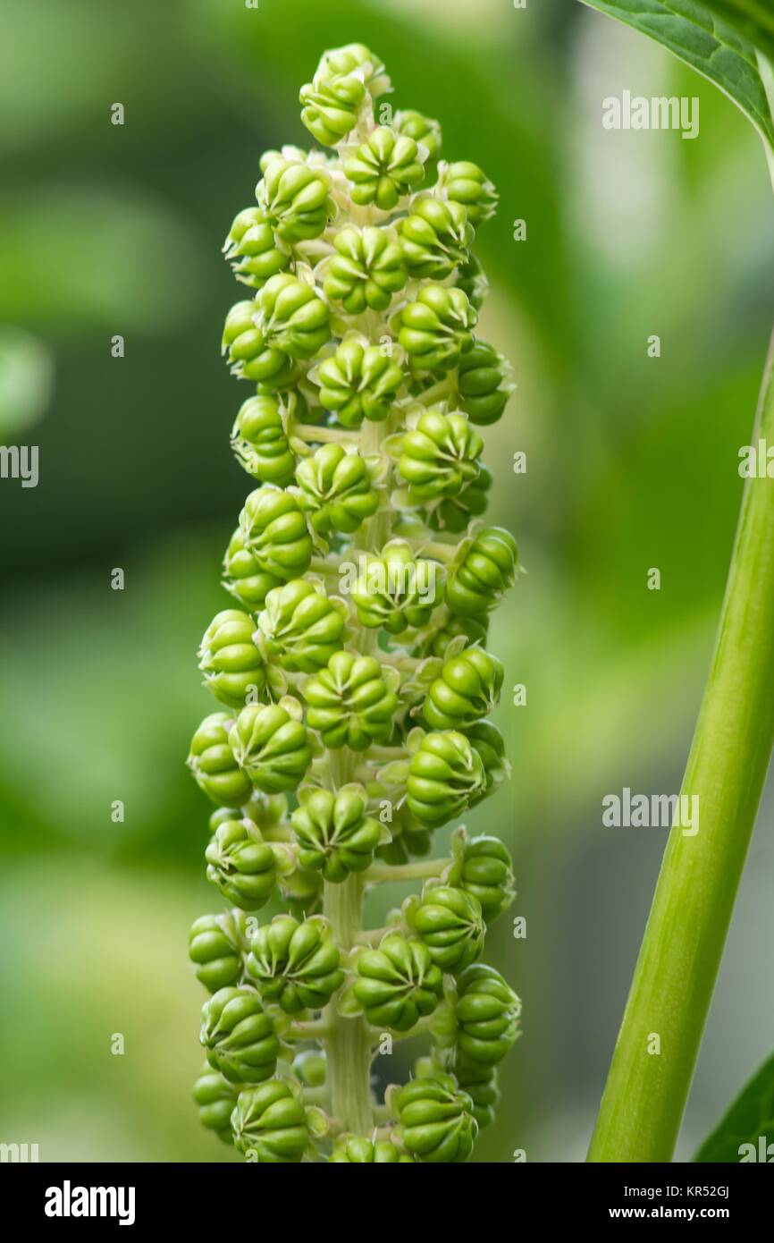 early indian pokeweed / early fruit fruit stand often the indian poke ...