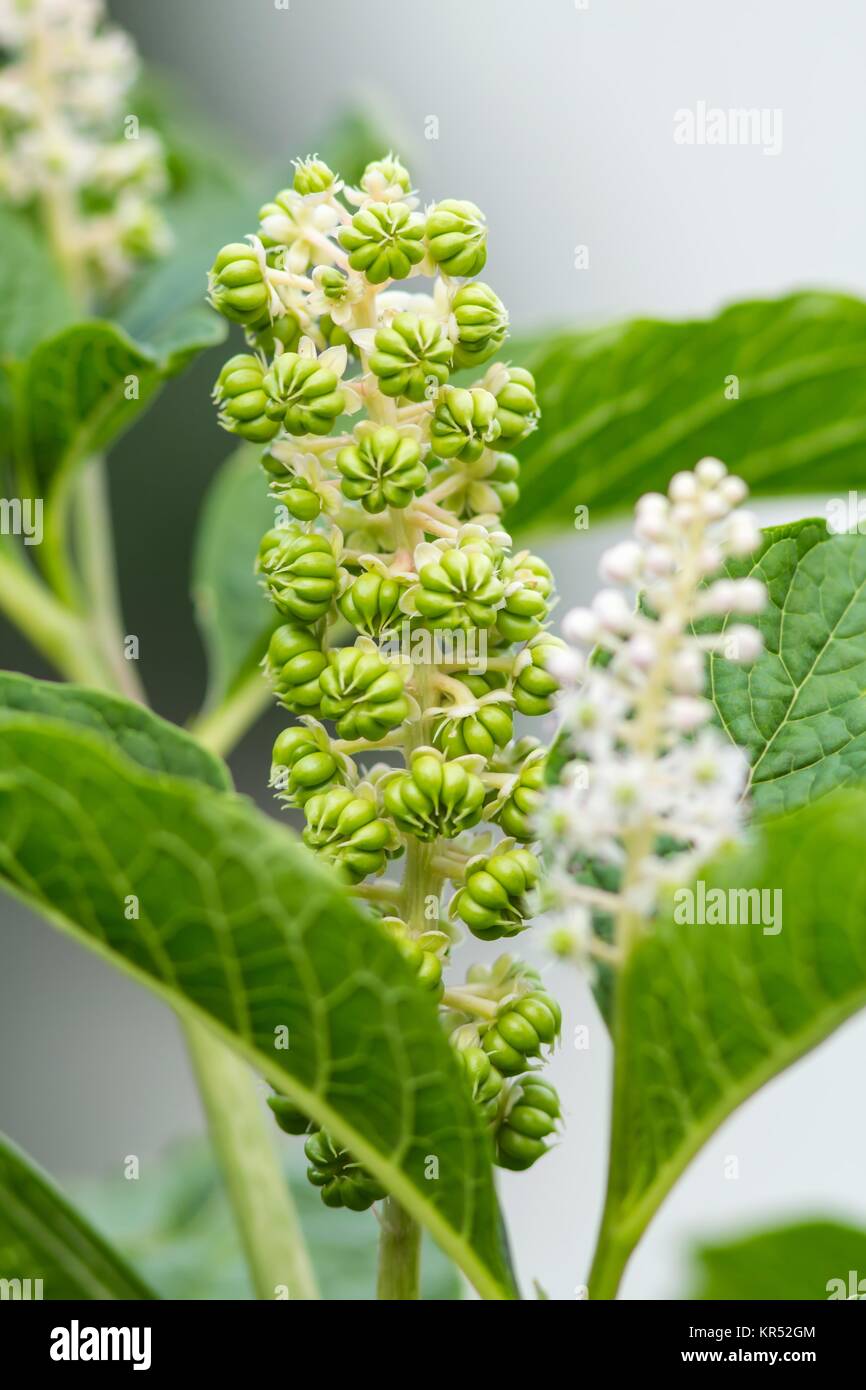 early indian pokeweed / early fruit fruit stand often the indian poke ...