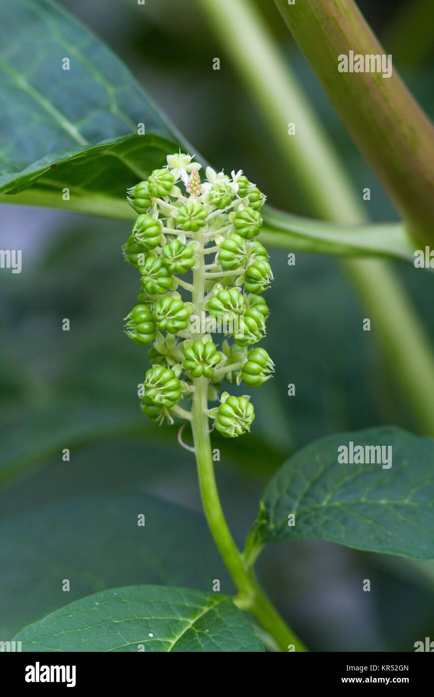 early indian pokeweed / early fruit fruit stand often the indian poke ...