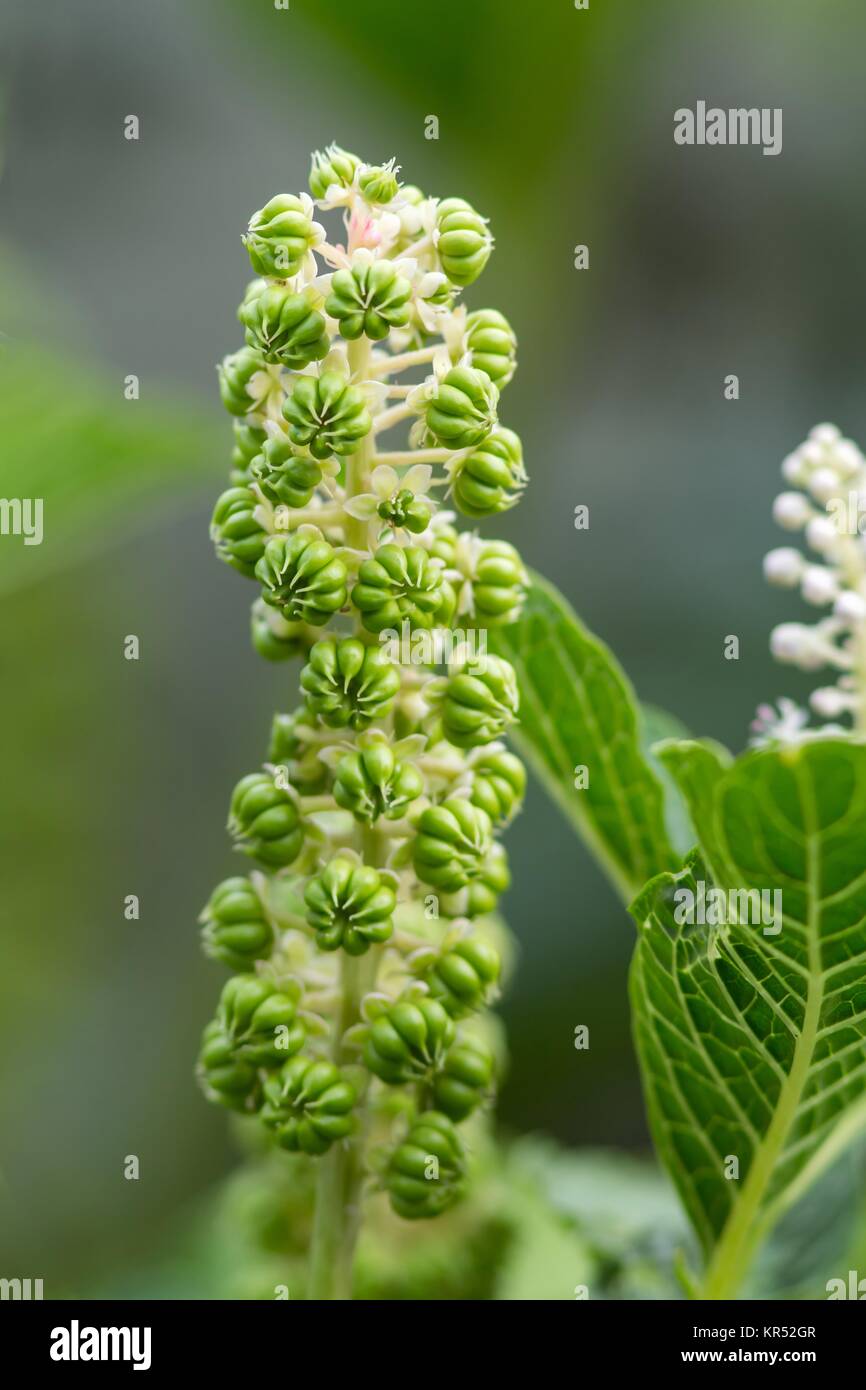 early indian pokeweed / early fruit fruit stand often the indian poke ...