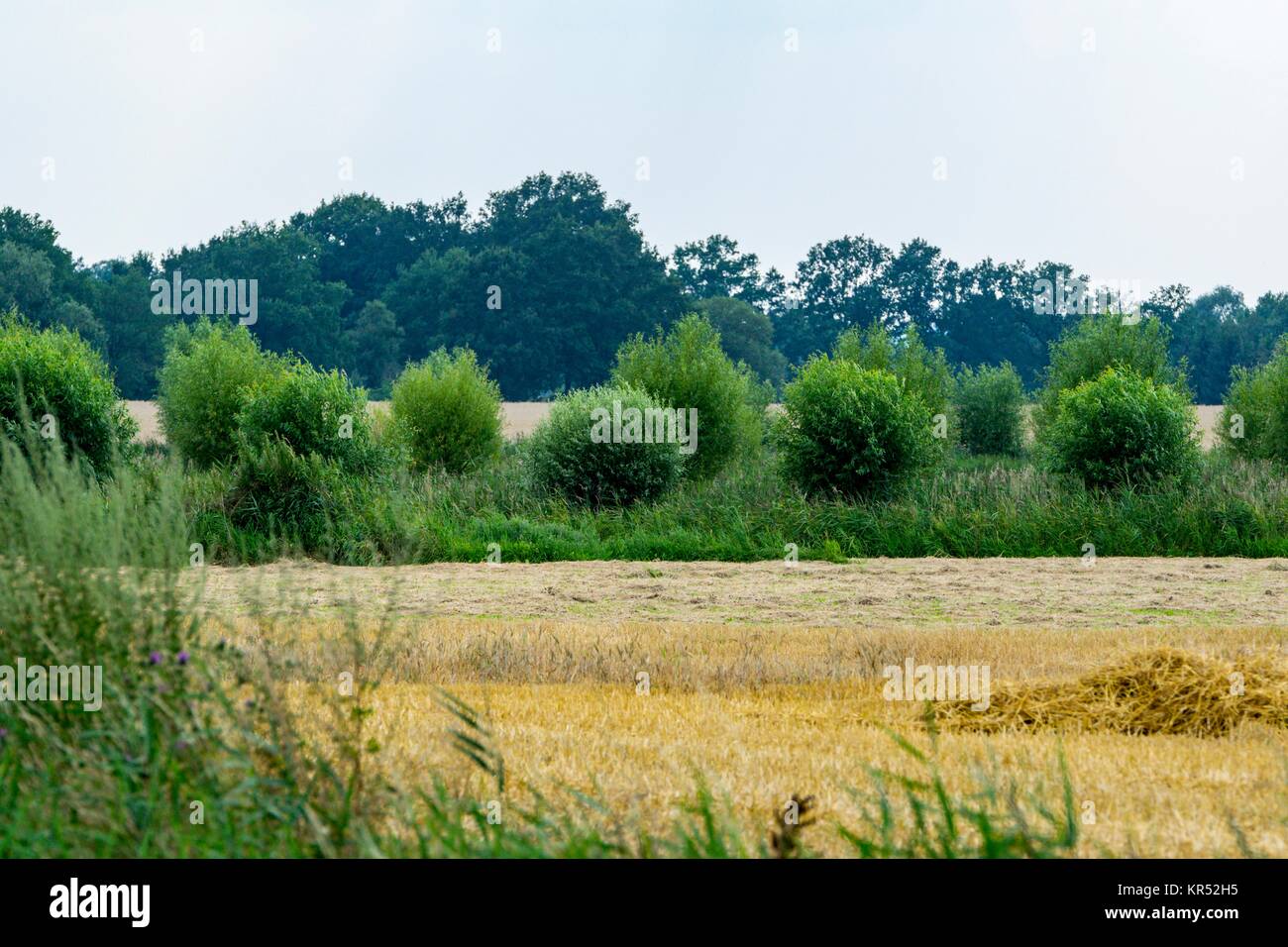 mowed field in spreewald Stock Photo - Alamy