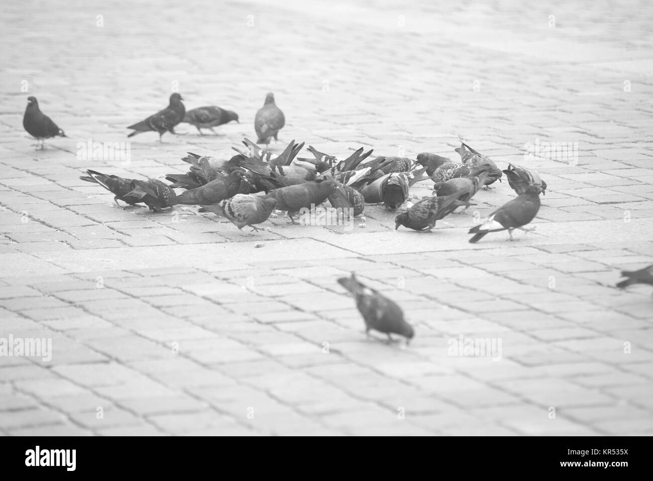 Pigeons waiting feed street hi-res stock photography and images - Alamy