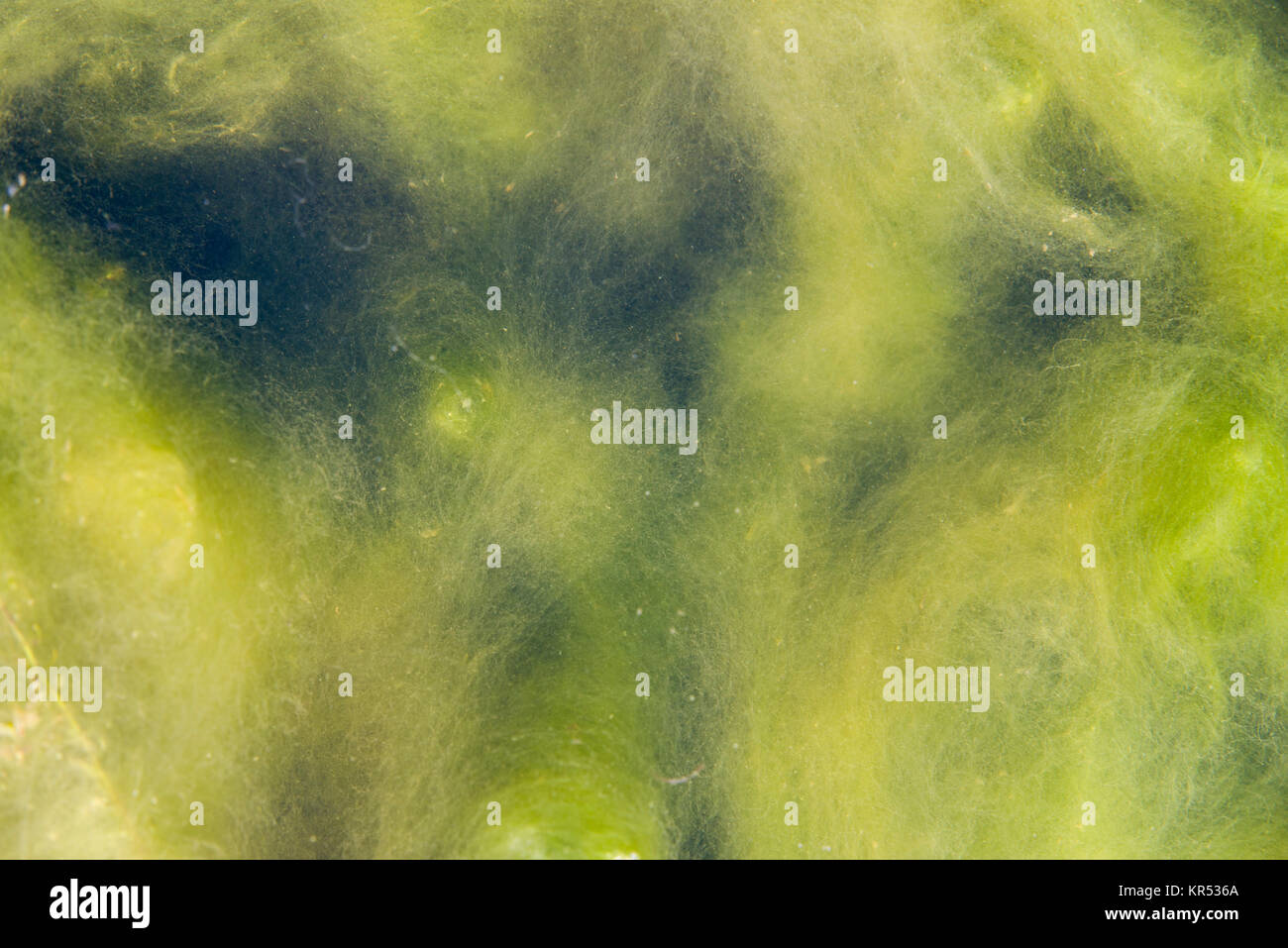 green algae patterns on the water Stock Photo - Alamy