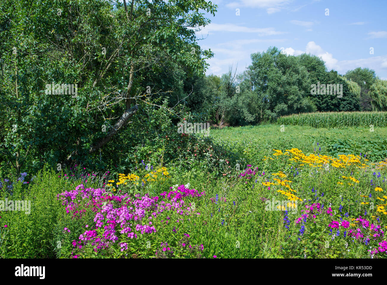 Schrebergarten mit Apfelbaum und Blumen Stock Photo - Alamy