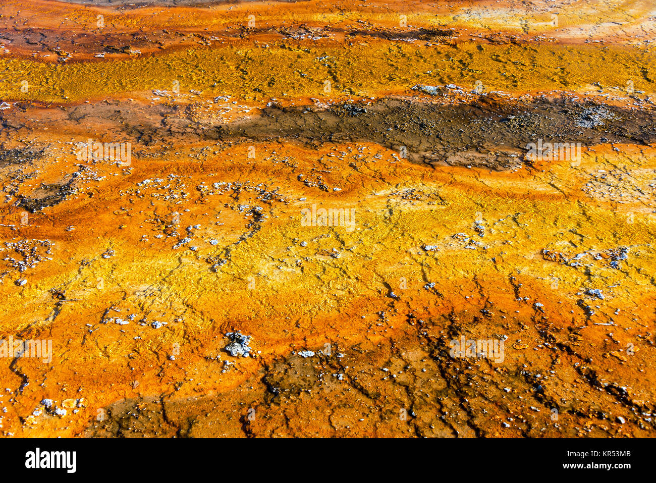 Orange and Yellow Bacteria Mat Stock Photo - Alamy