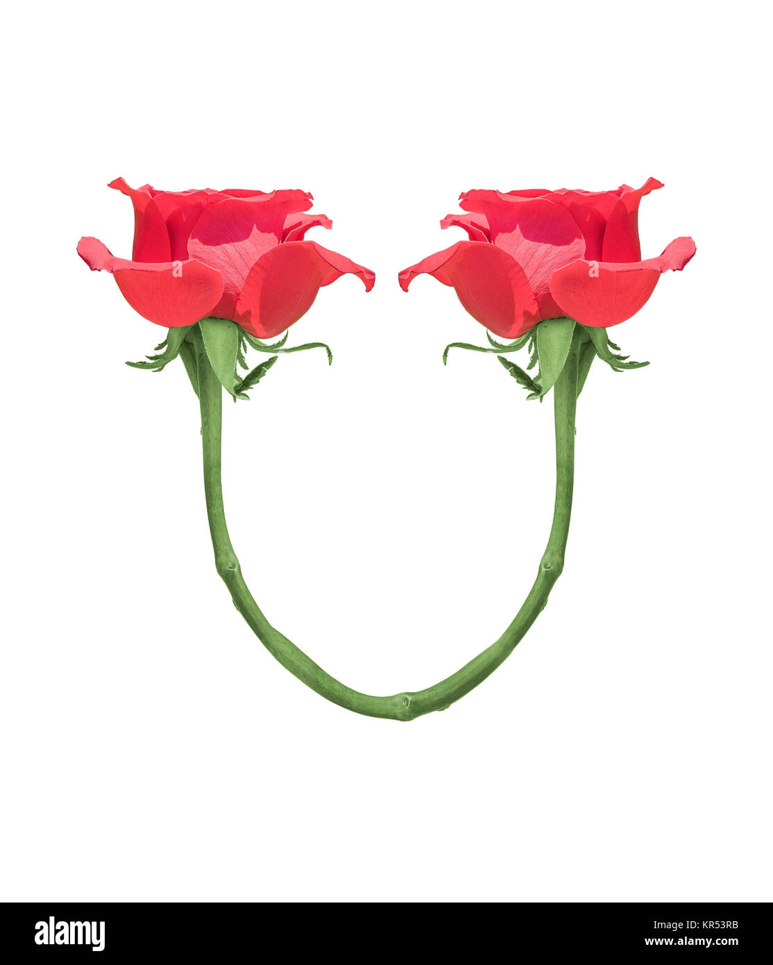 Isolated Red Rose Stock Photo - Alamy