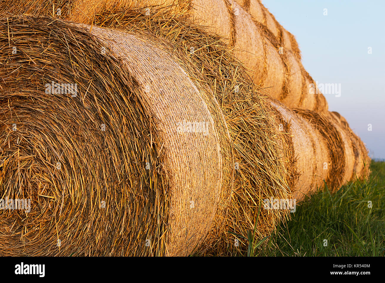 Bales of Hay Rolled Into Stacks. Rolls of Wheat in the Grass. Bales of ...