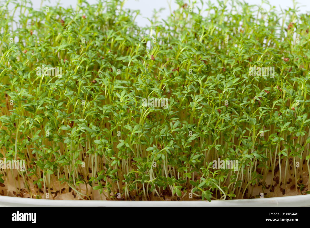 Cress seedlings isolated on white background Stock Photo - Alamy