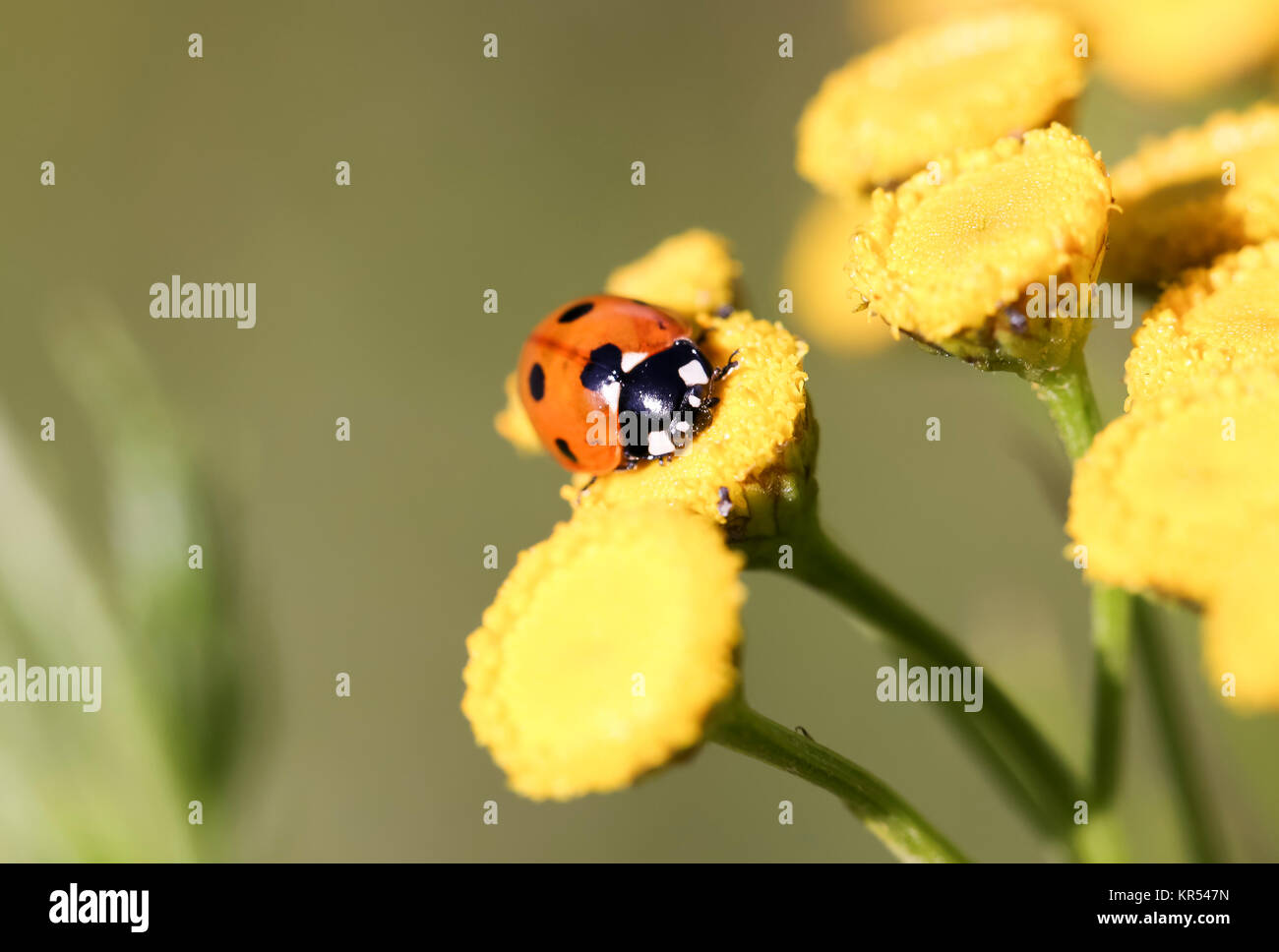 Ladybug on Yellow Flower Stock Photo - Alamy