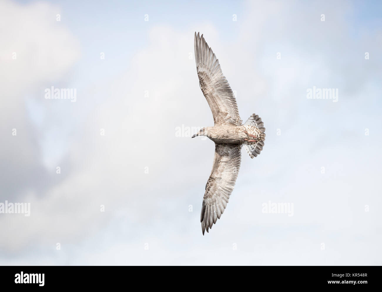 Young Seagull Flying Stock Photo - Alamy