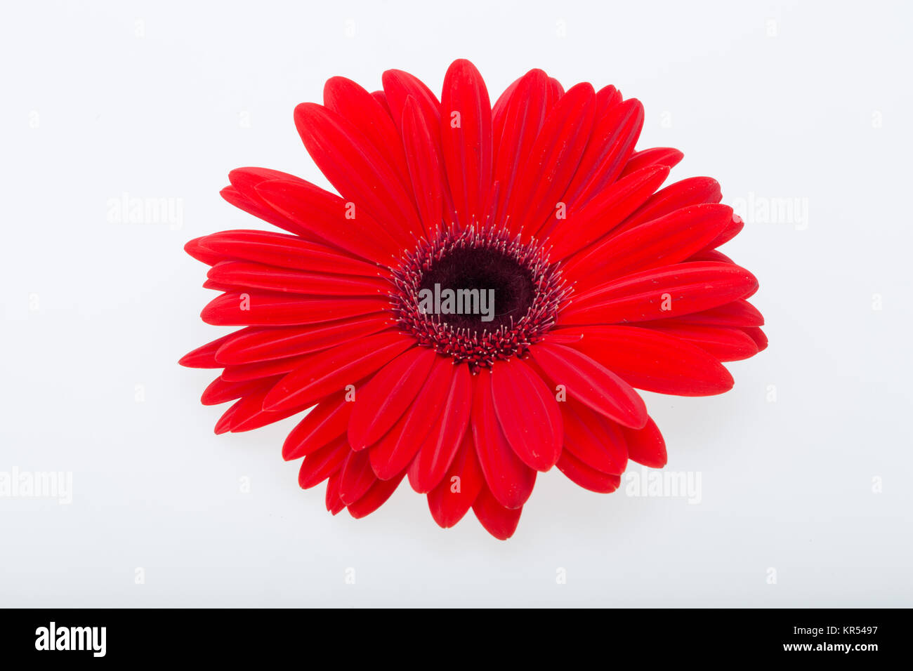 red gerbera daisy flower Stock Photo - Alamy