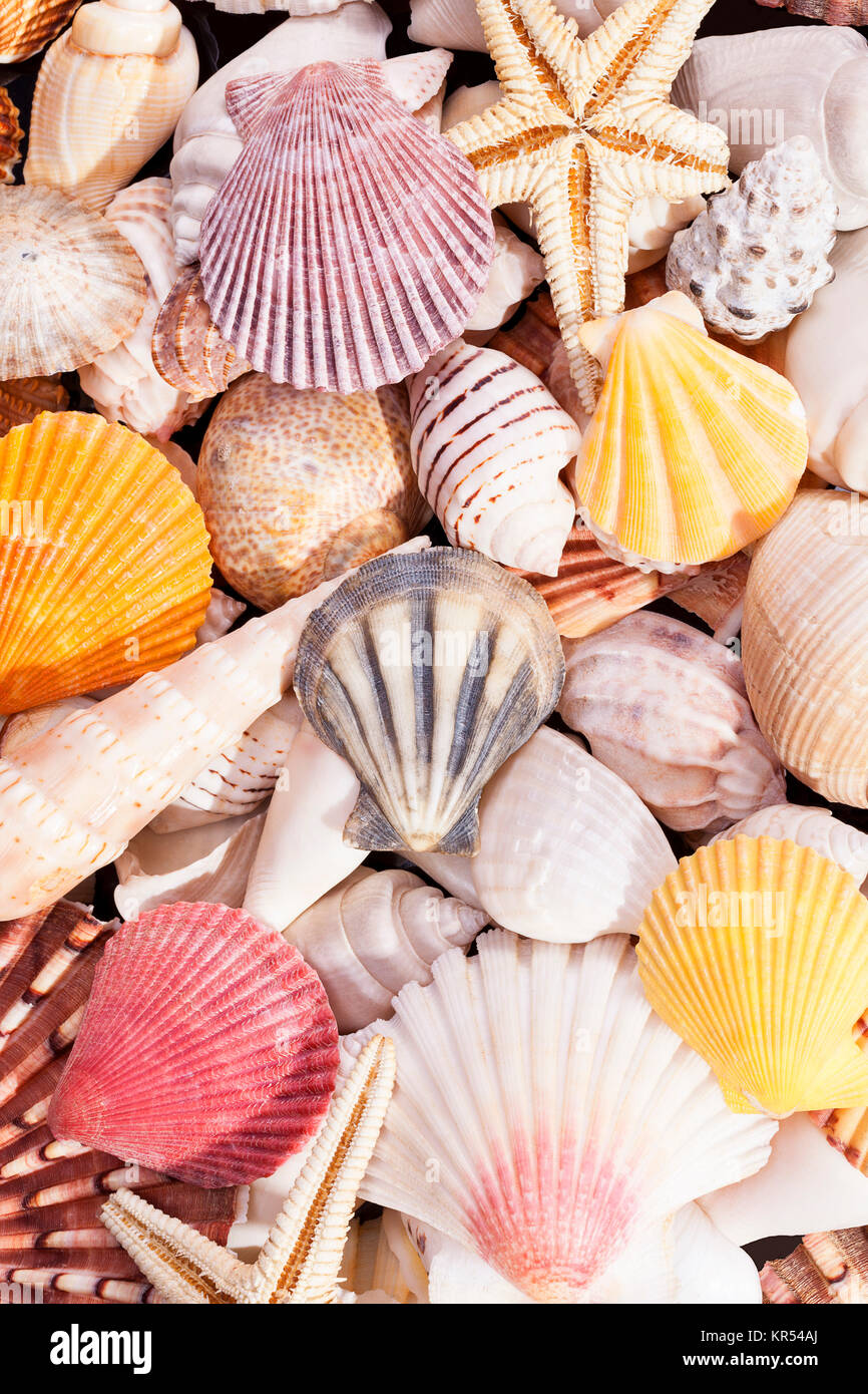 Range of shell shapes hi-res stock photography and images - Alamy