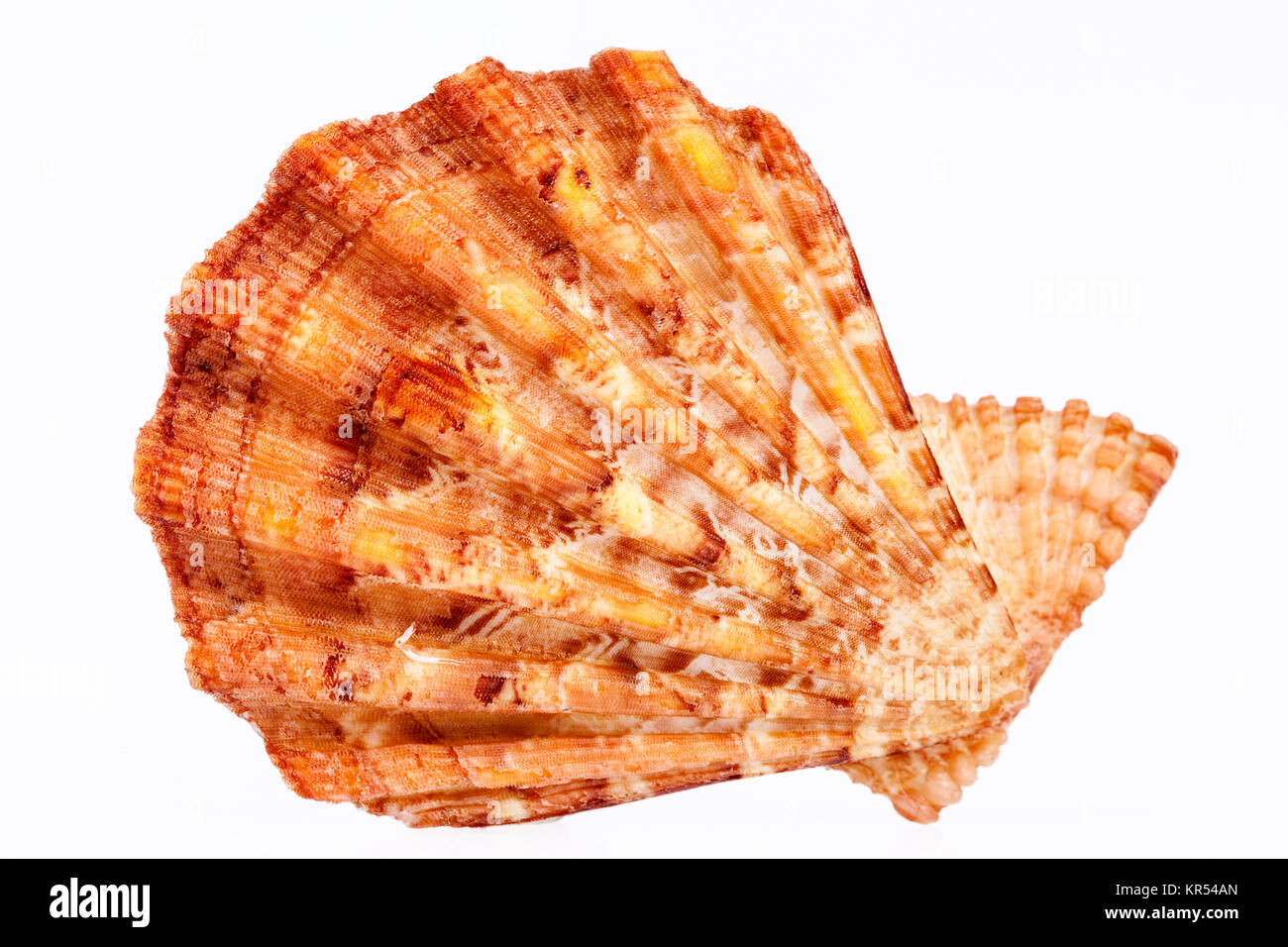 single sea shell of mollusk isolated on white background, close up ...