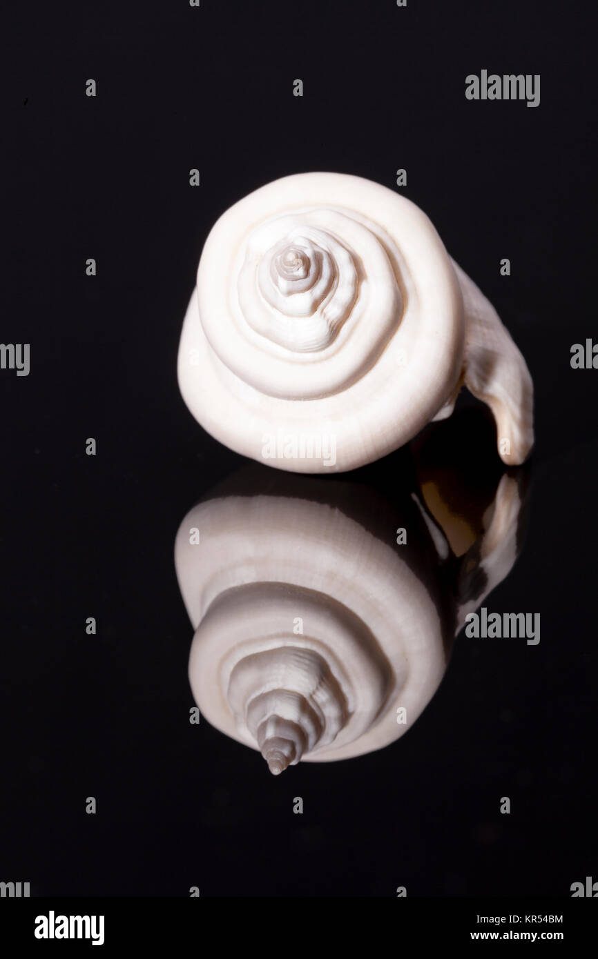 Single white sea shell isolated on black background Stock Photo - Alamy