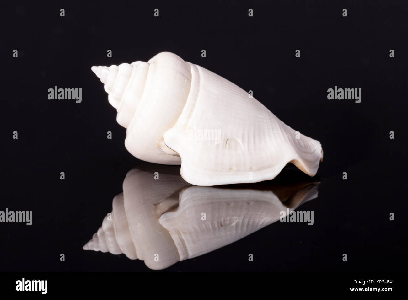 Single white sea shell isolated on black background Stock Photo - Alamy