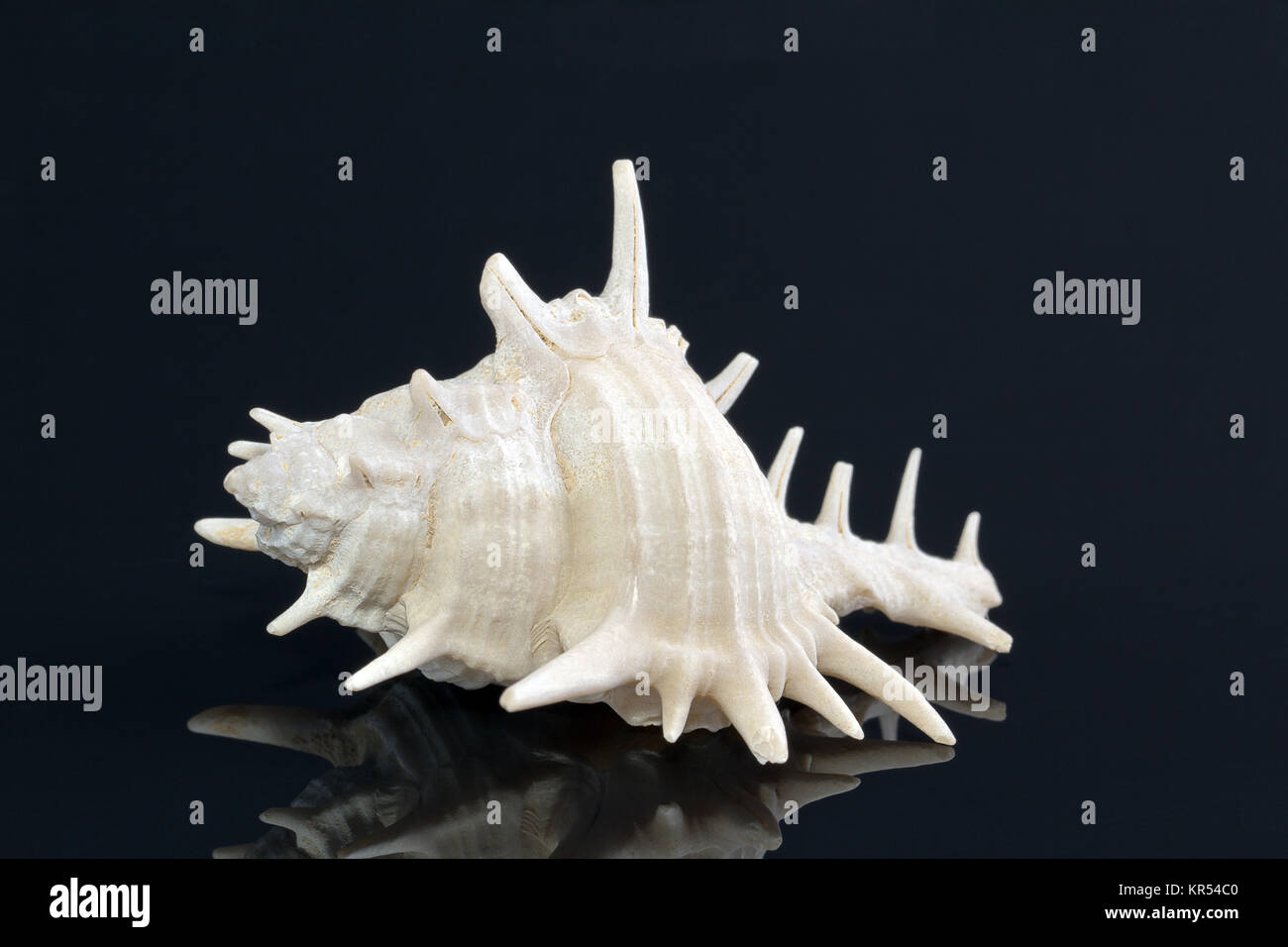Single white sea shell isolated on black background Stock Photo - Alamy