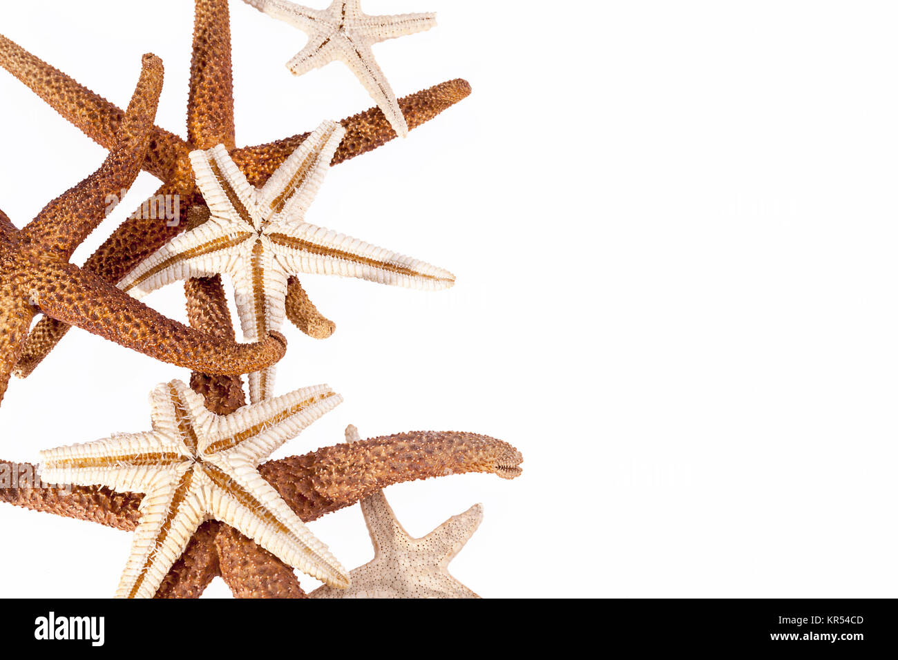 Sea stars isolated on white background Stock Photo - Alamy