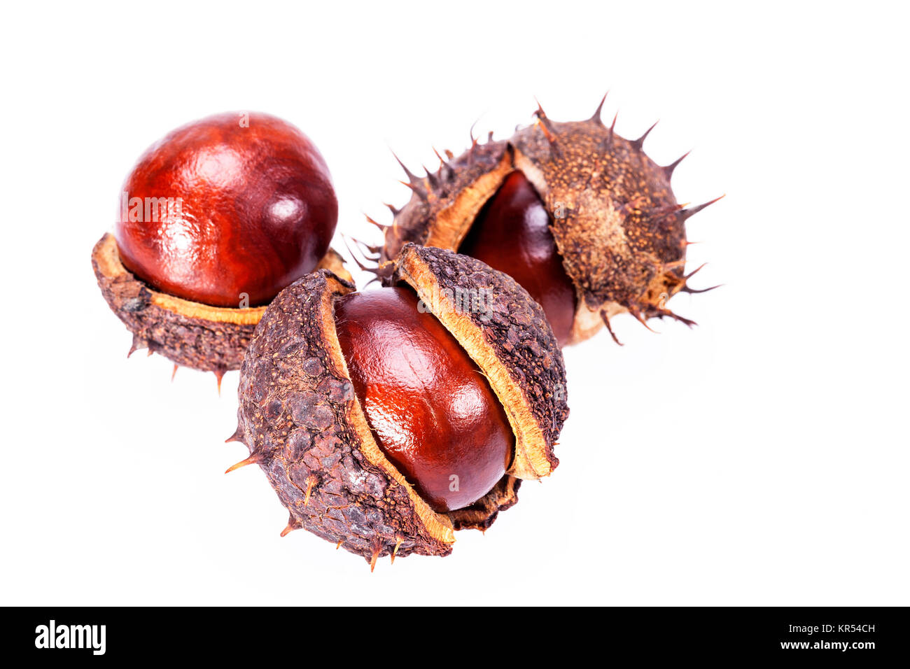 fruits of chestnuts in dry shell isolated on white background Stock ...