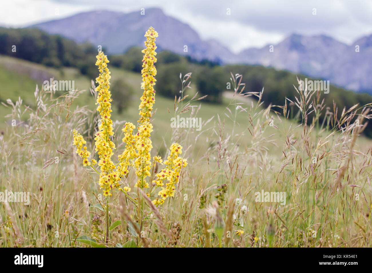 Spring Grass Plant Stock Photo - Alamy