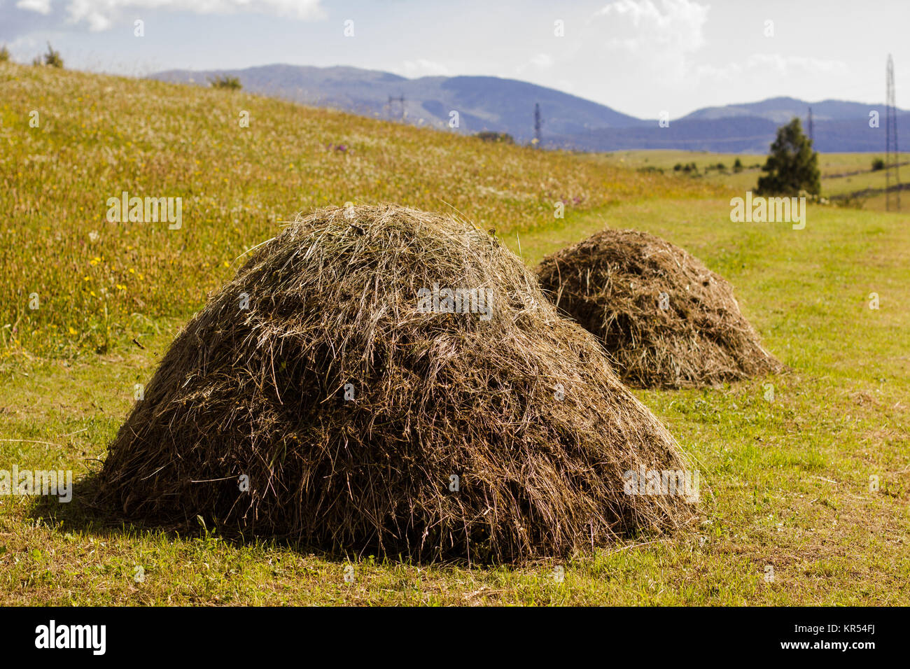 Haystacks on the pasture Stock Photo - Alamy