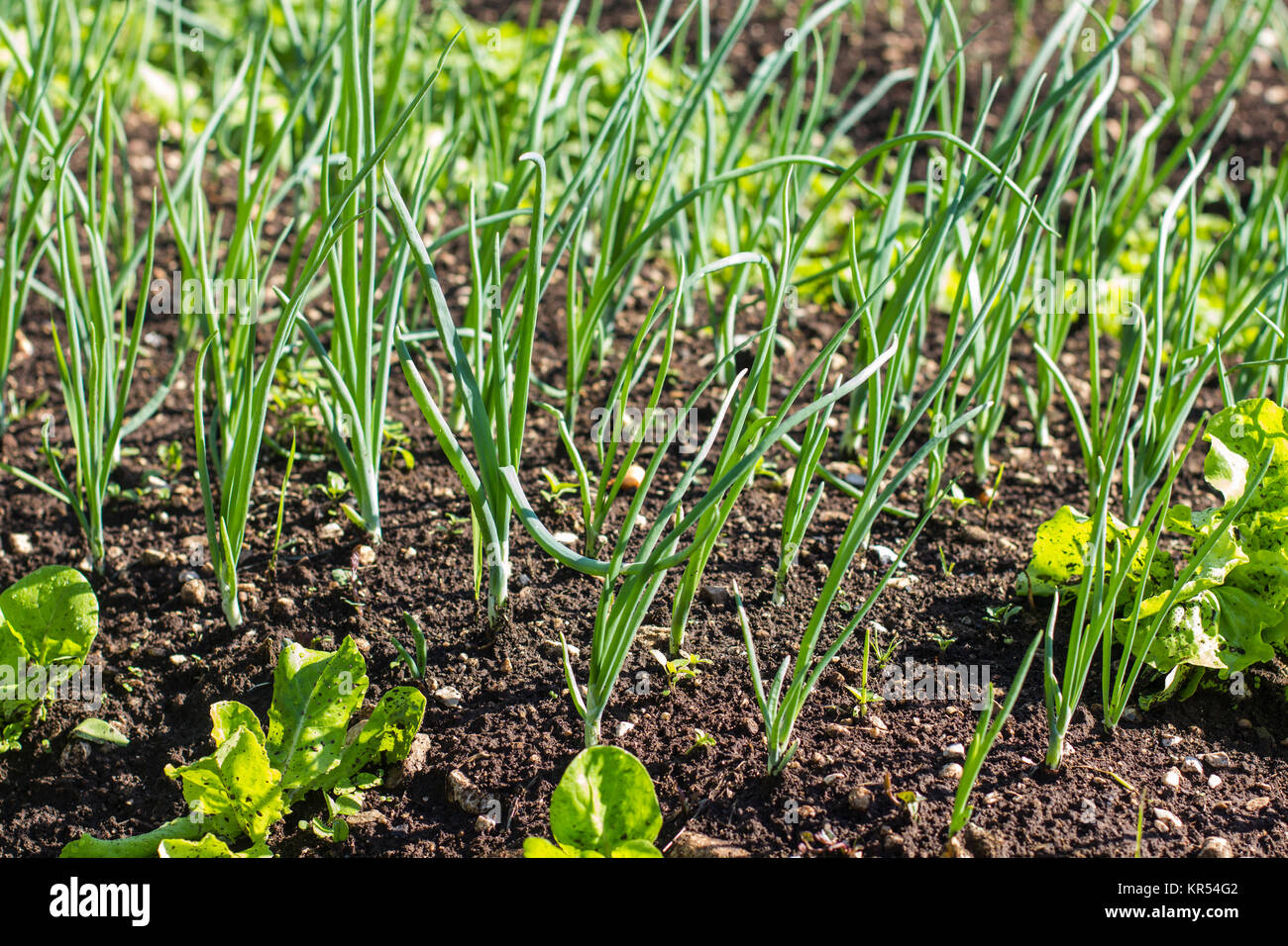 Organic Spring Onion Vegetable Stock Photo - Alamy