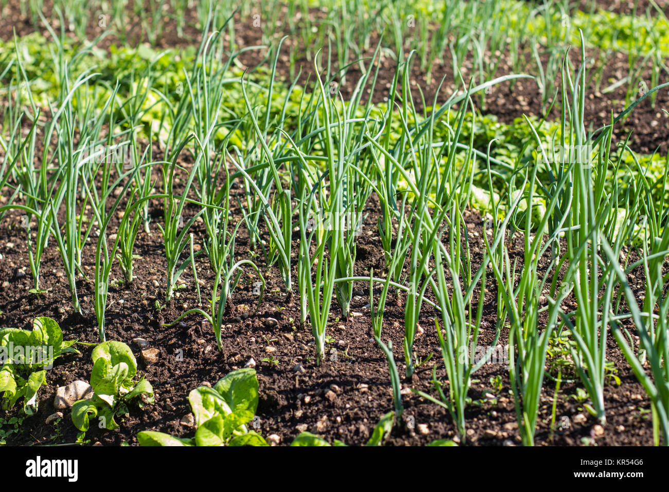 Organic Spring Onion Vegetable Stock Photo - Alamy