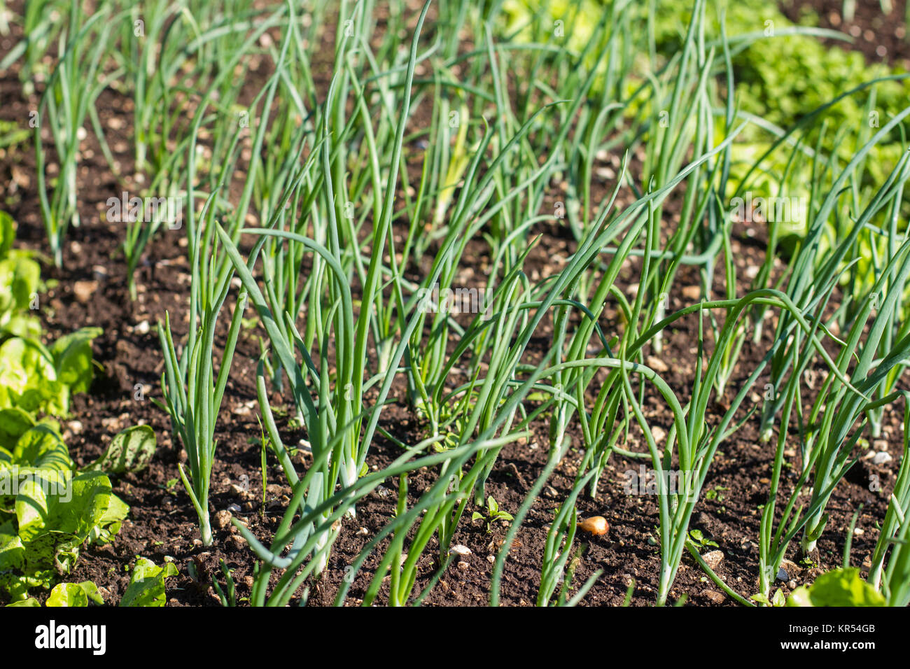 Organic Spring Onion Vegetable Stock Photo - Alamy
