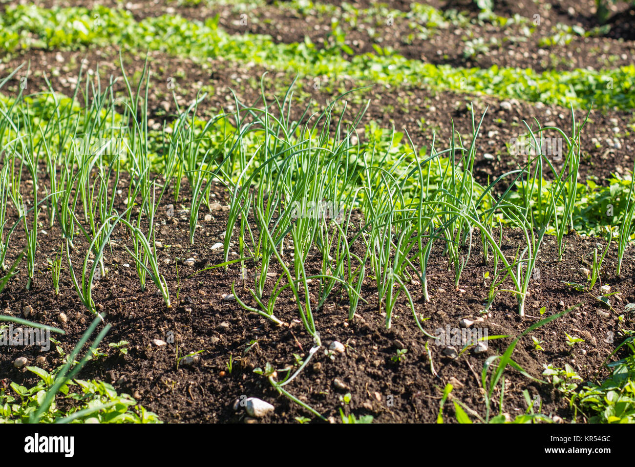 Organic Spring Onion Vegetable Stock Photo - Alamy