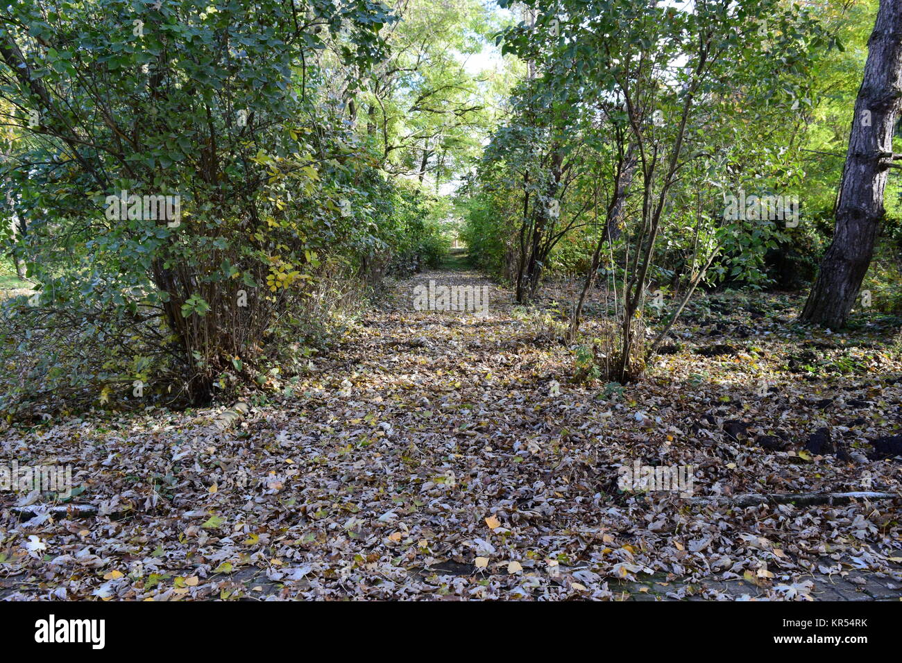 Collection of Beautiful Colorful Autumn Leaves Stock Photo - Alamy