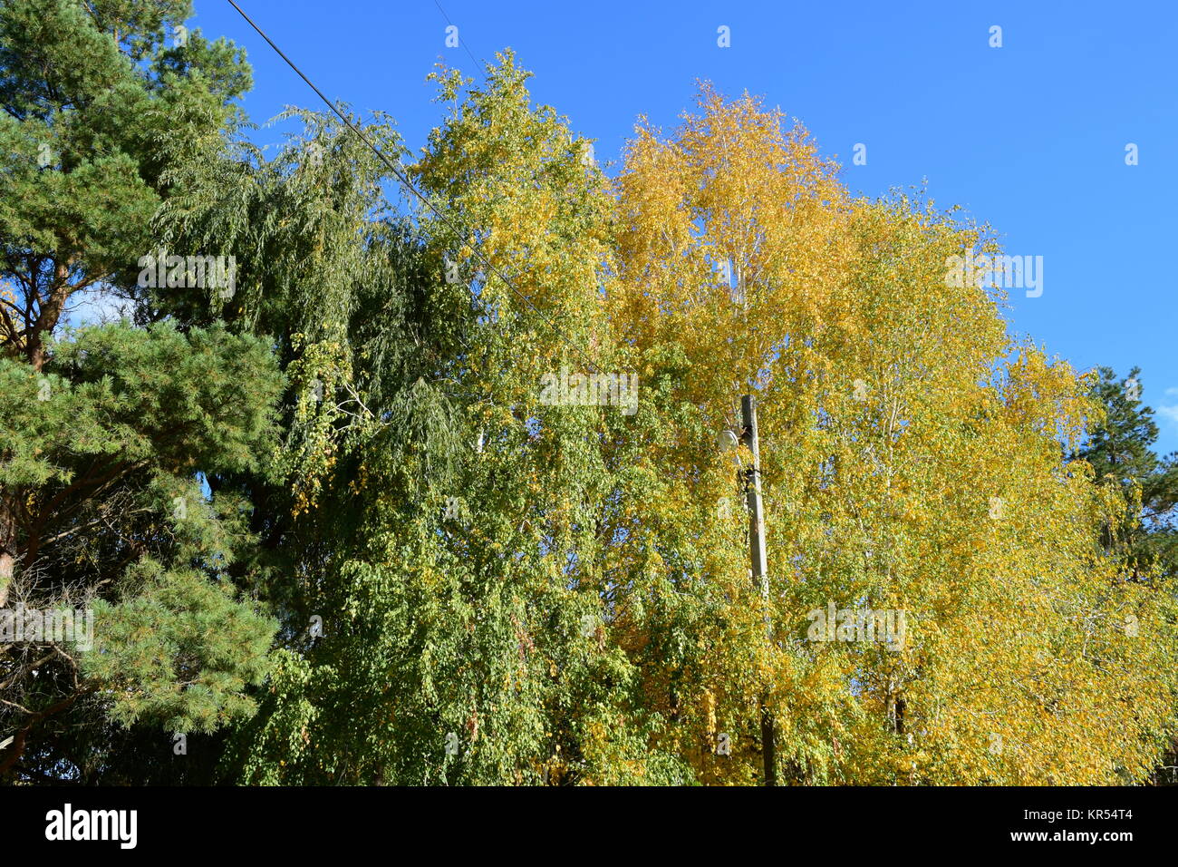 Collection of Beautiful Colorful Autumn Leaves Stock Photo - Alamy
