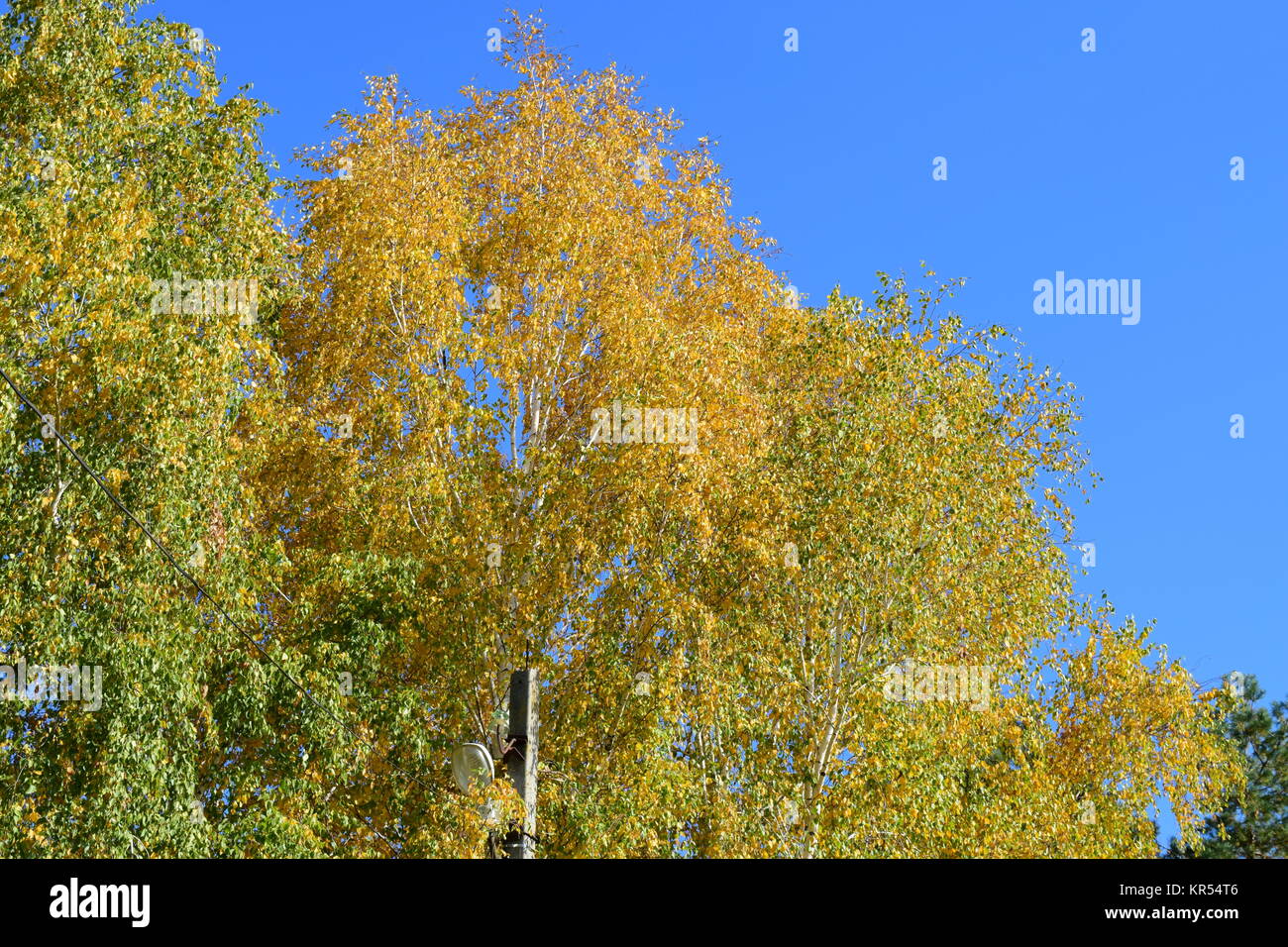 Collection of Beautiful Colorful Autumn Leaves Stock Photo - Alamy