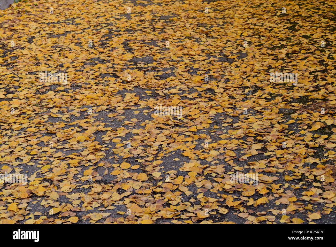 Collection of Beautiful Colorful Autumn Leaves Stock Photo - Alamy