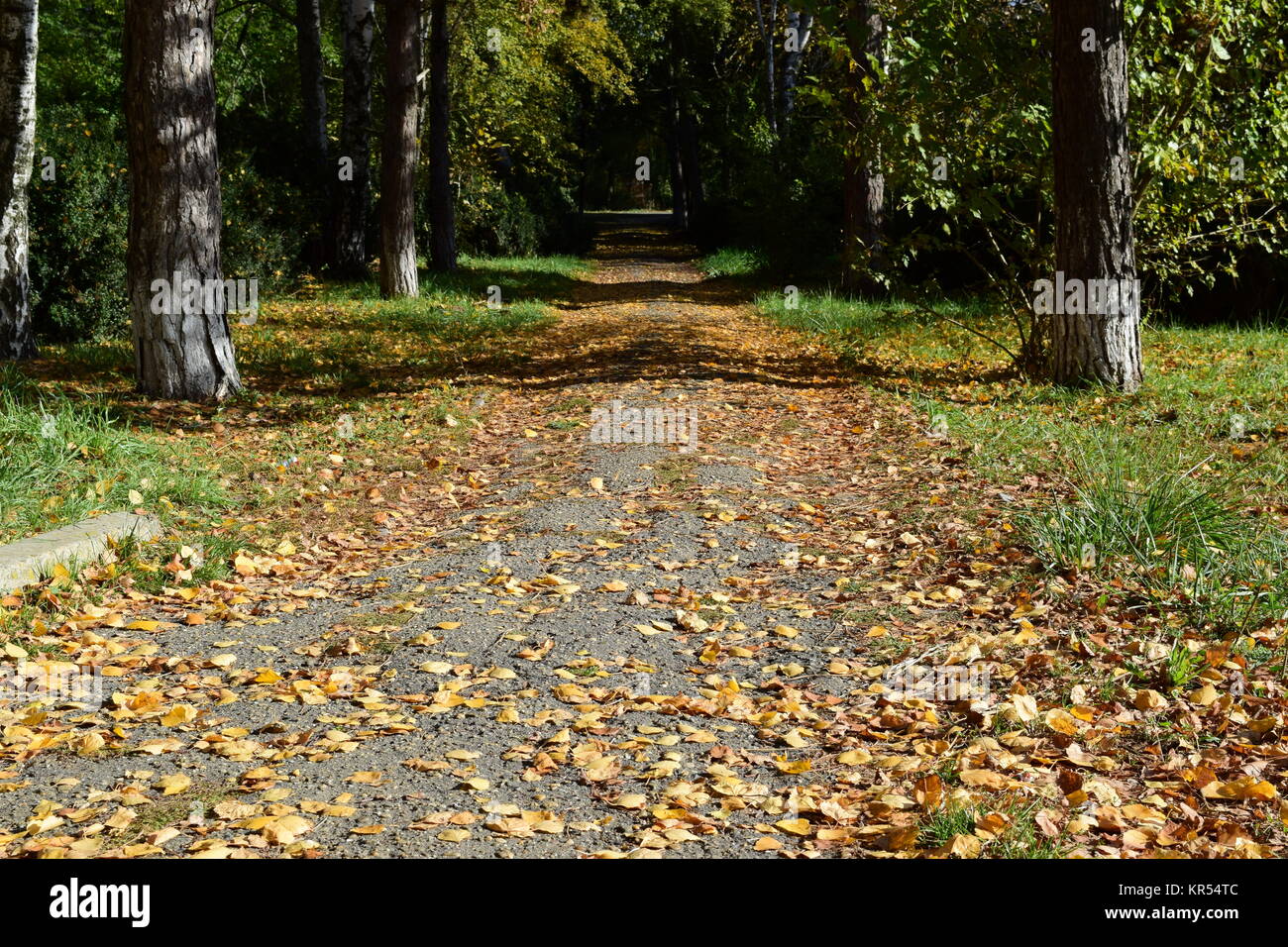 Collection of Beautiful Colorful Autumn Leaves Stock Photo - Alamy