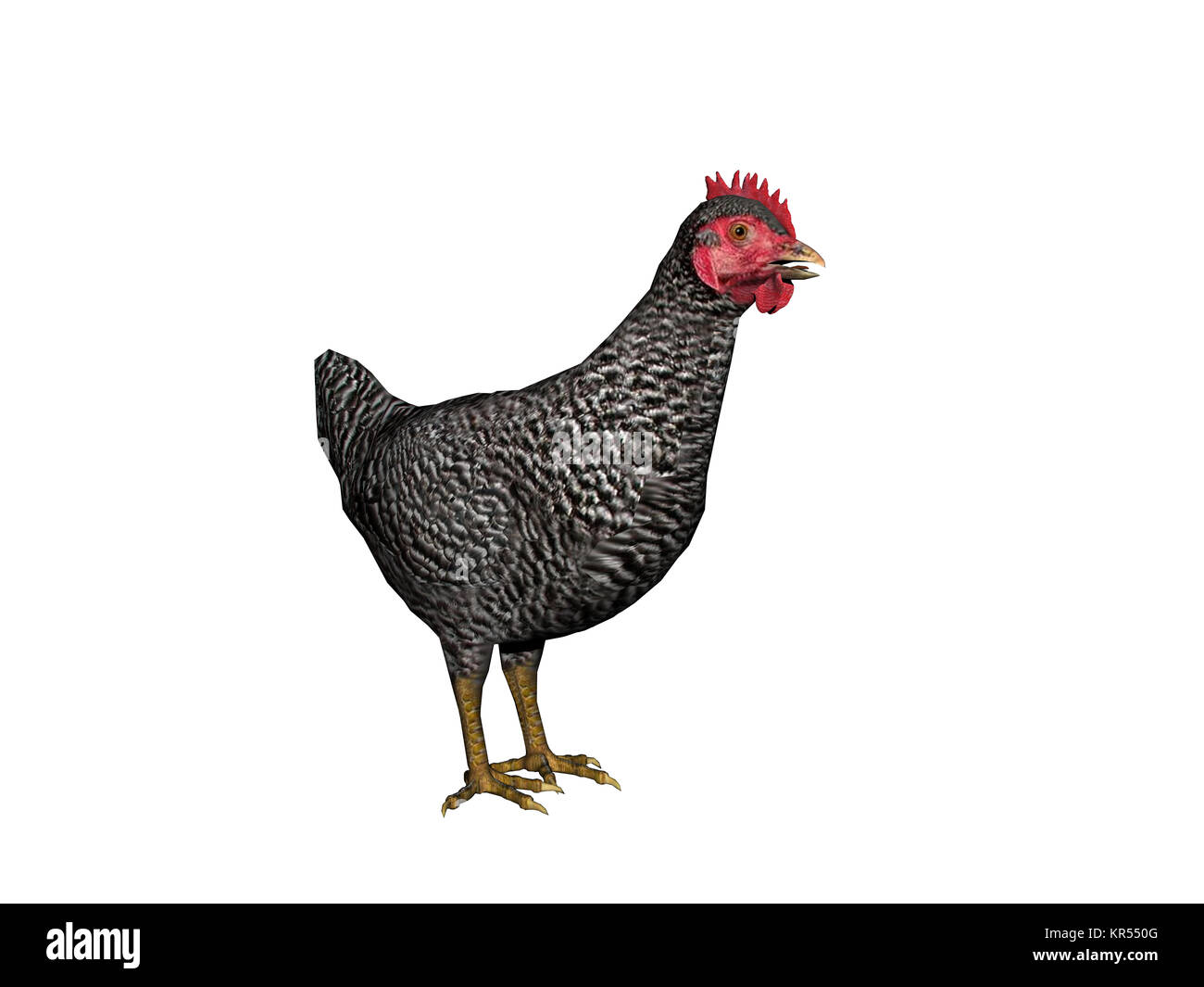 Feathering chicken Cut Out Stock Images & Pictures - Alamy