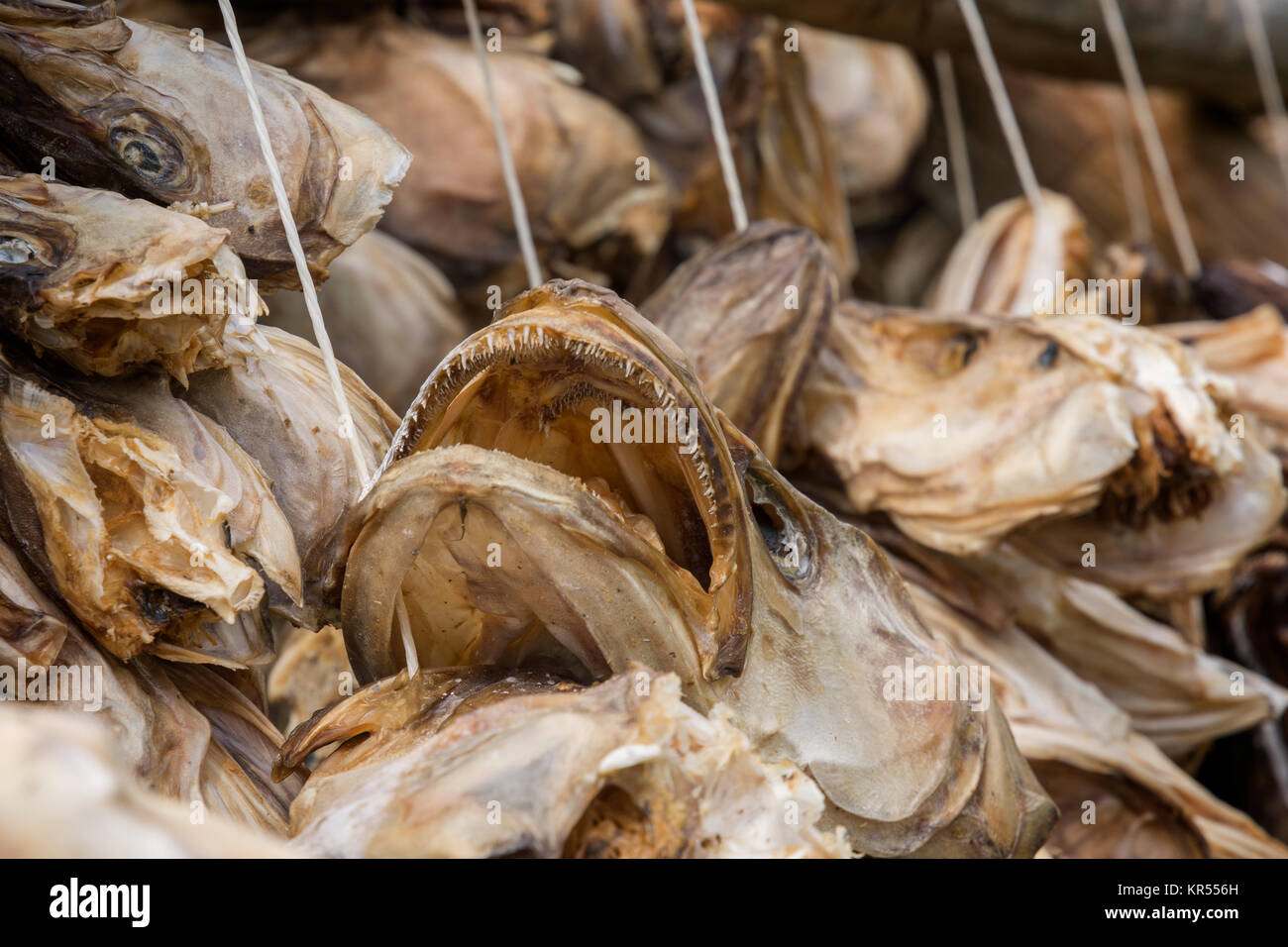 overview of racks for drying stockfish in Svolvaer at Lofoten in Norway ...