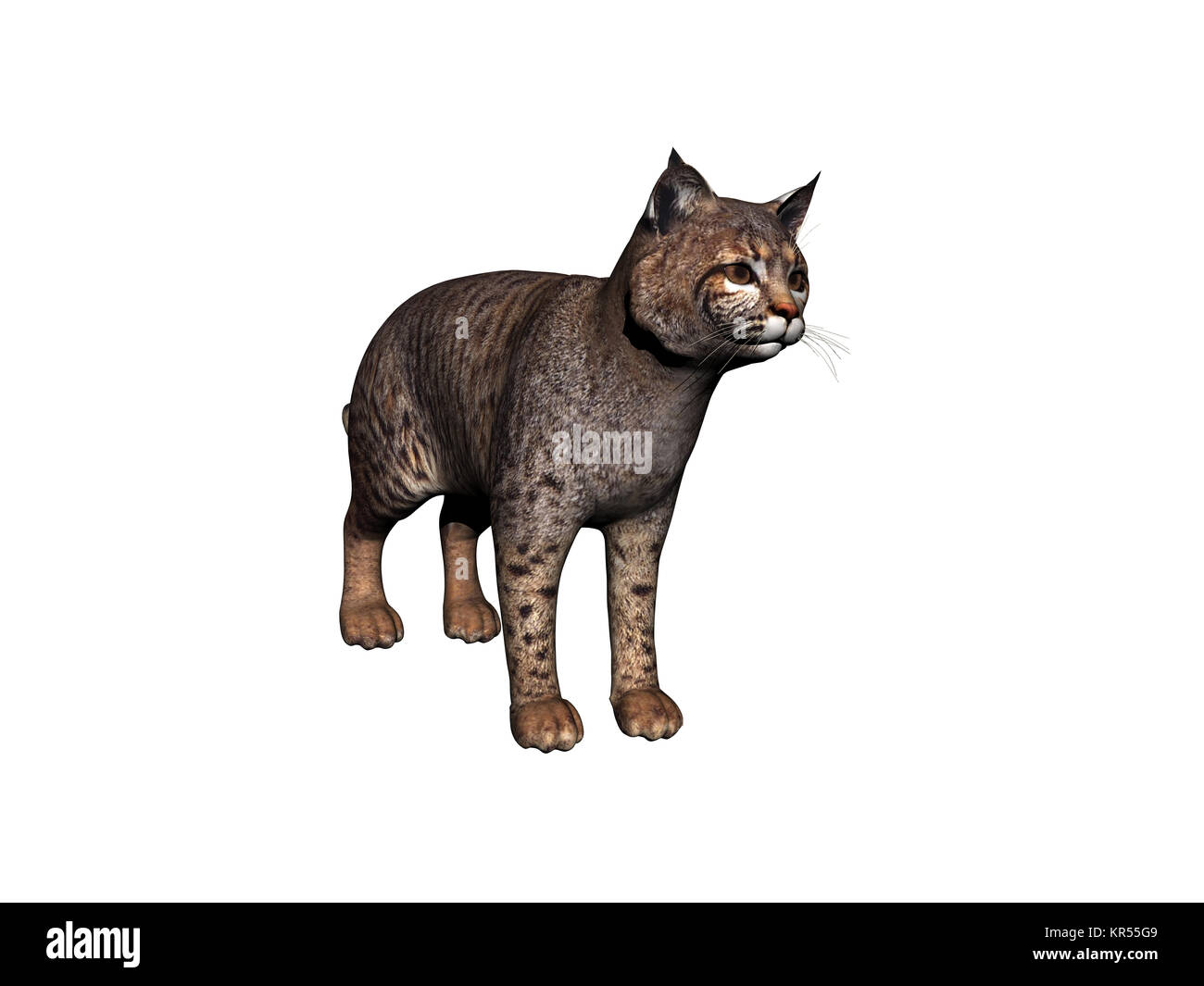 domestic cat isolated Stock Photo - Alamy