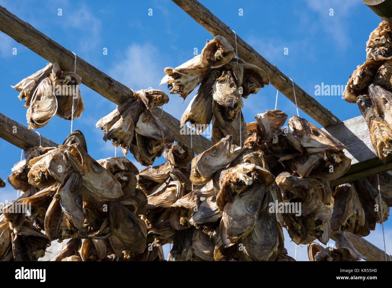 overview of racks for drying stockfish in Svolvaer at Lofoten in Norway ...