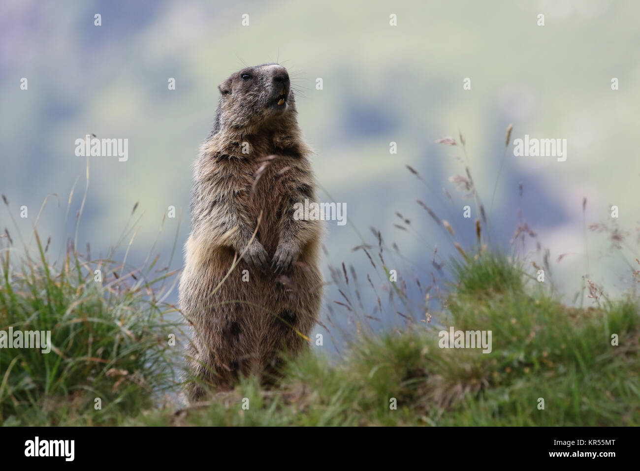 Dolomites south tyrol suns hi-res stock photography and images - Alamy