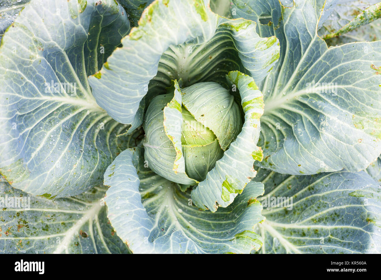cabbagehead of white cabbage in garden after rain Stock Photo - Alamy